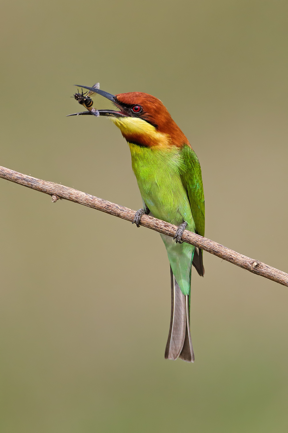 Kek Lok Si Temple: The most ornate Bee-eater colony