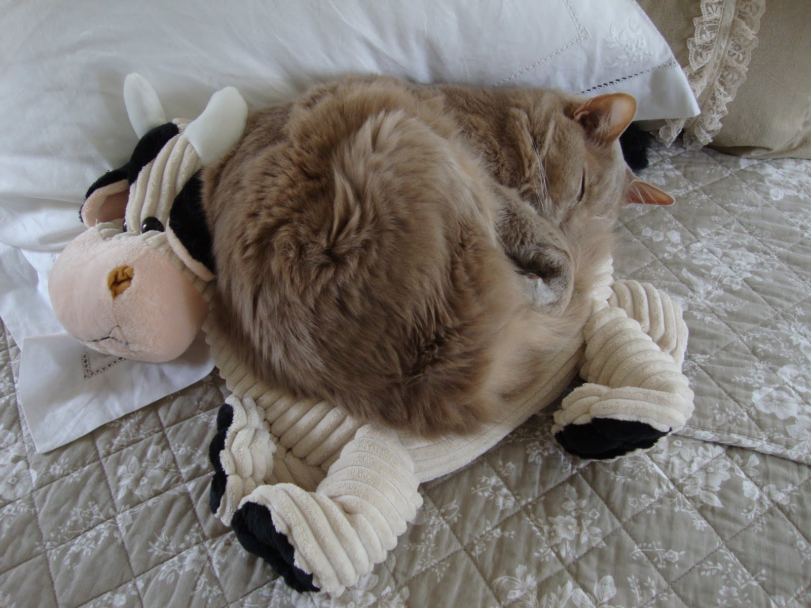 The Cranberry Chronicle: Cats and cows.....