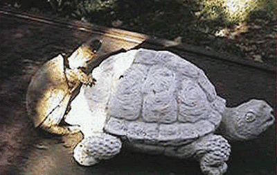 Animals Doing It: Confused Turtle!