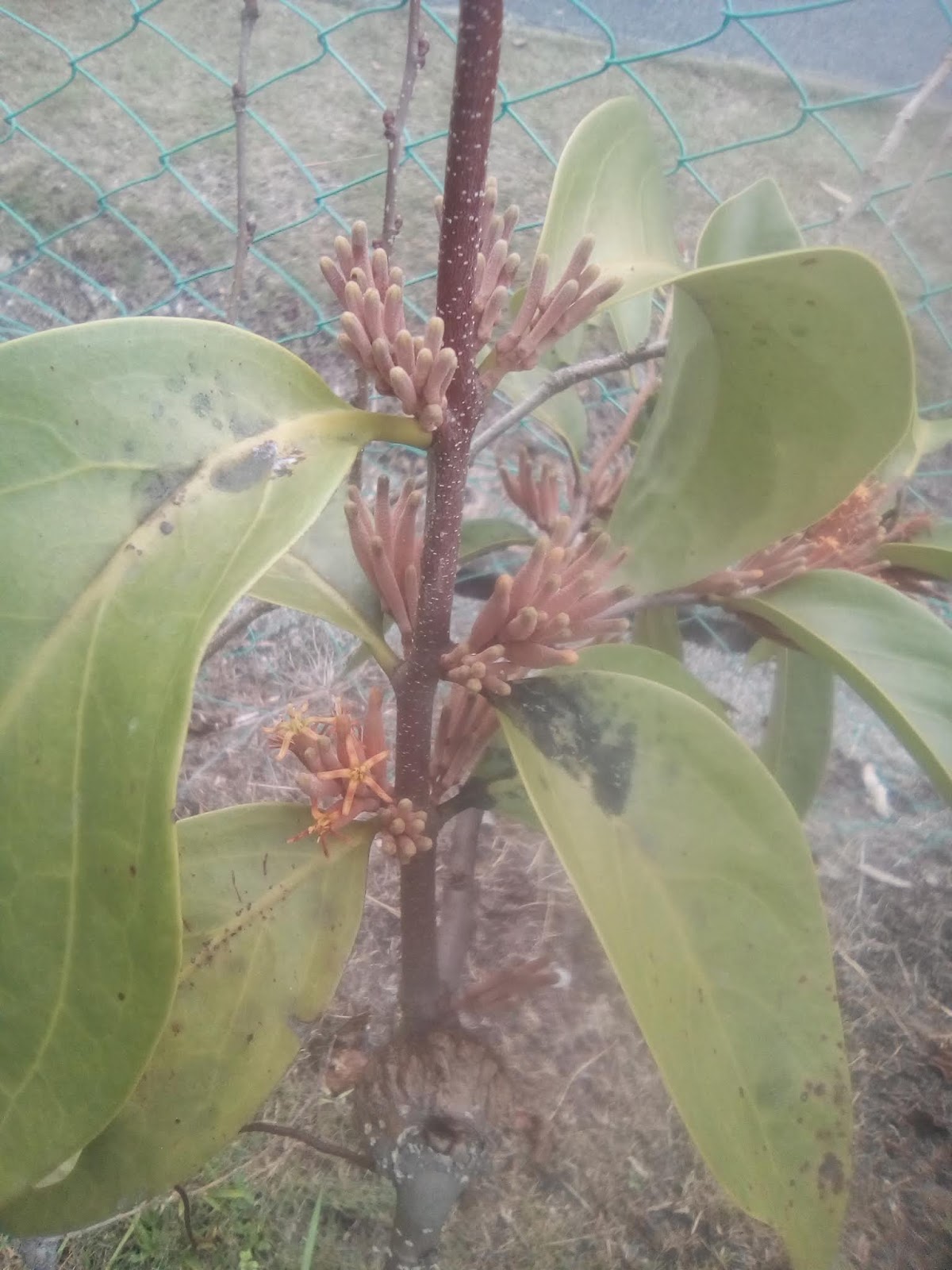 Jom Tanam Sayur ( JTS ) : Pokok Parasit Dedalu @ Salix tetrasperma ...