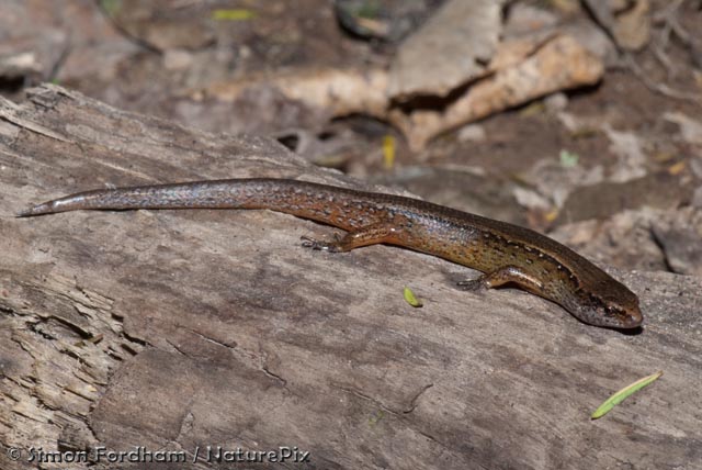 Magellan 2017: New Zealand Wildlife- The Islands (Muter Rahui)