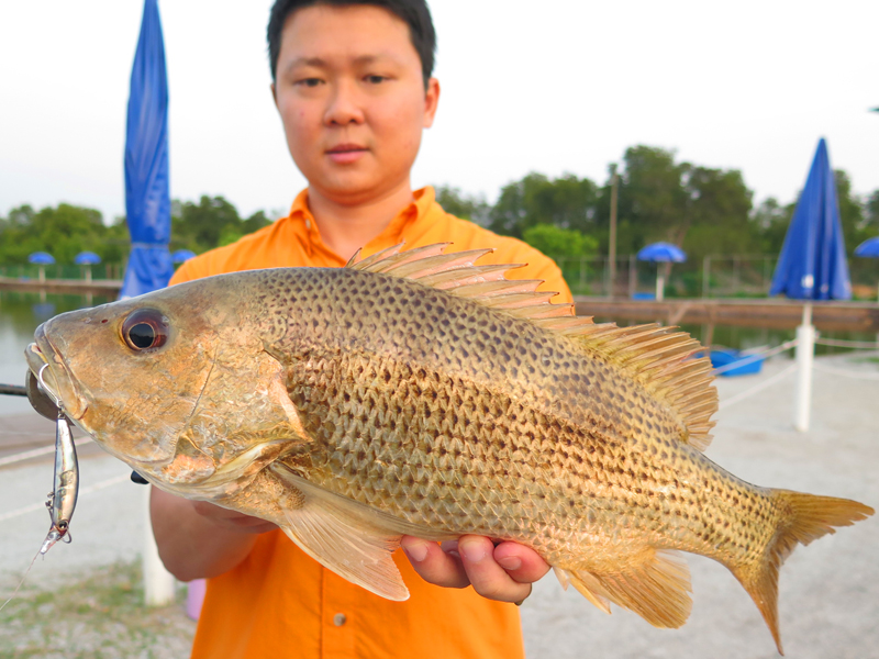 Tackle Source: MAJOR CRAFT ROD DAY!