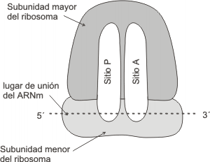 Ciencias biológicas