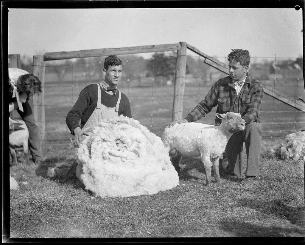 34 Fantastic Photos Capture Farm and Domestic Life of Boston from ...