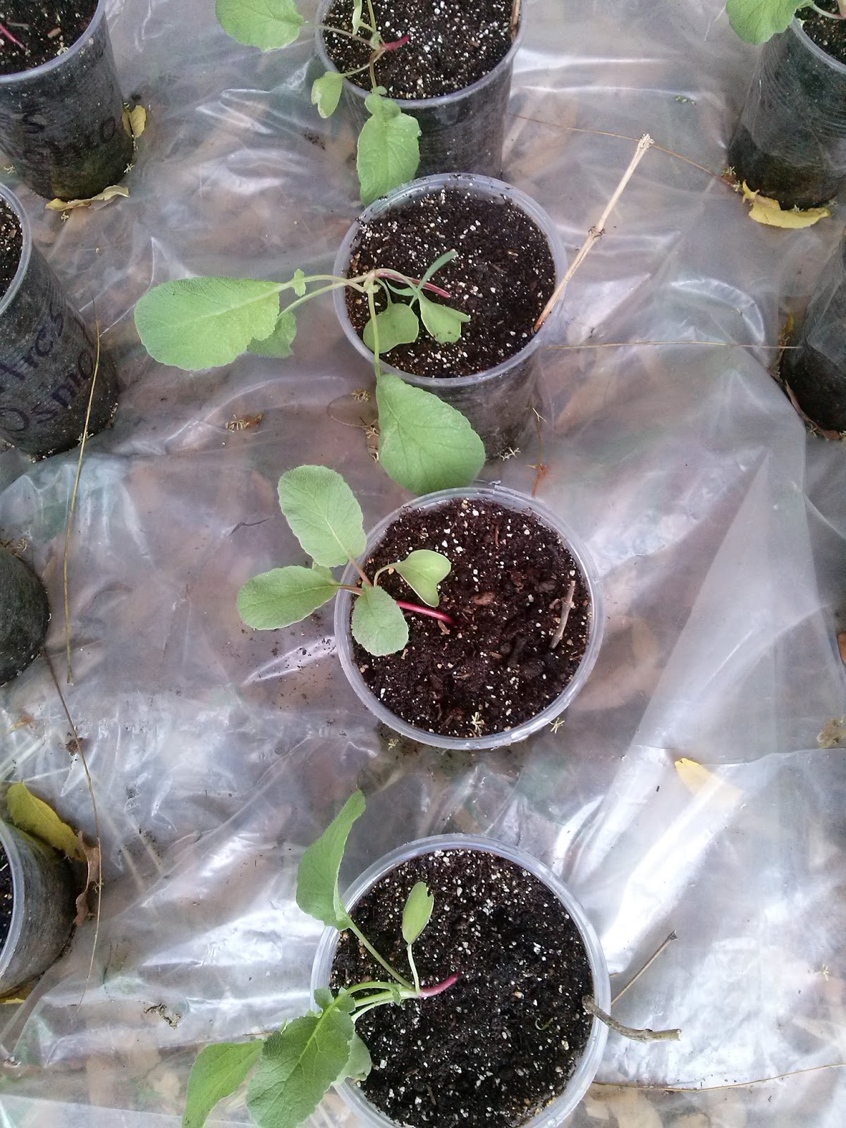 El estrés en Rabano (Raphanus sativus) : Cultivando Rabano!