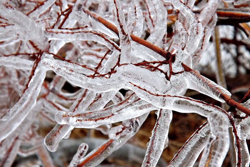 Adventures on the Eastern Edge: Silver Thaw or Shelagh's Brush?
