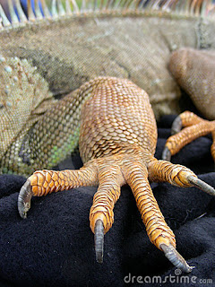 From bunions to beautiful feet: January 2013