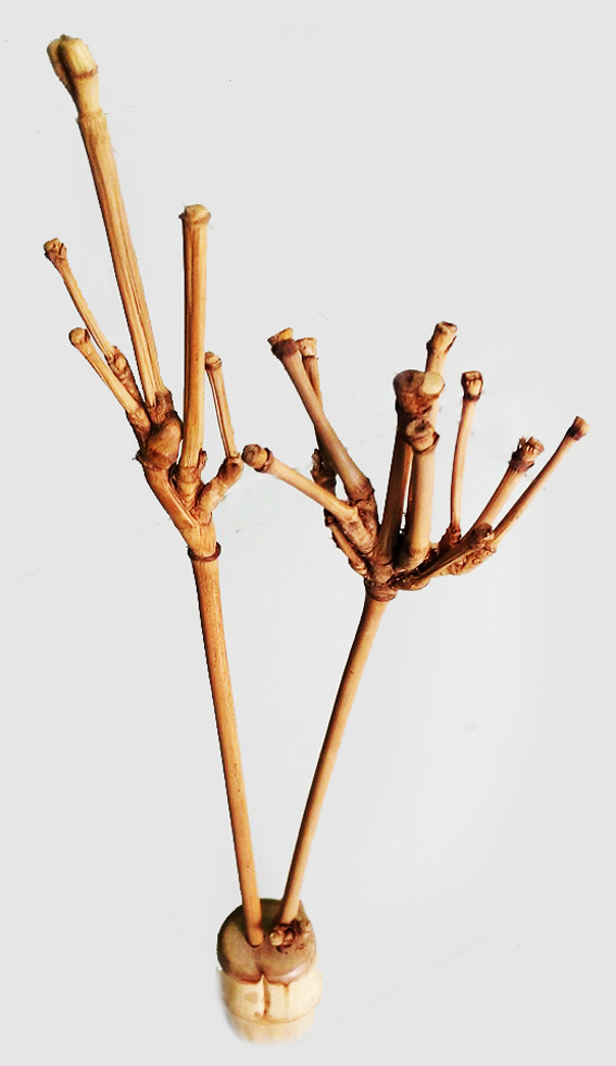 Galeri Bambu Unik Nusantara: Bambu Pethuk Asli dari Pohon