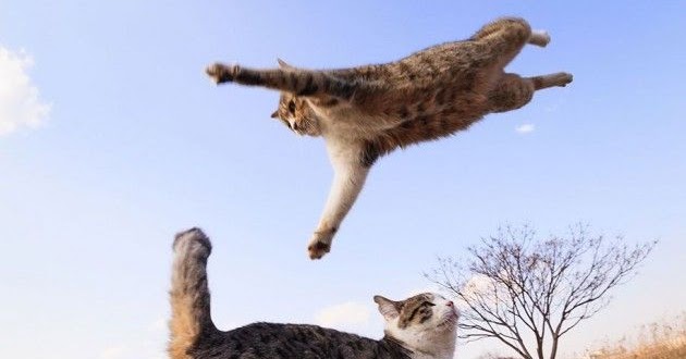 Liketting: Real Origen del Gato Volador