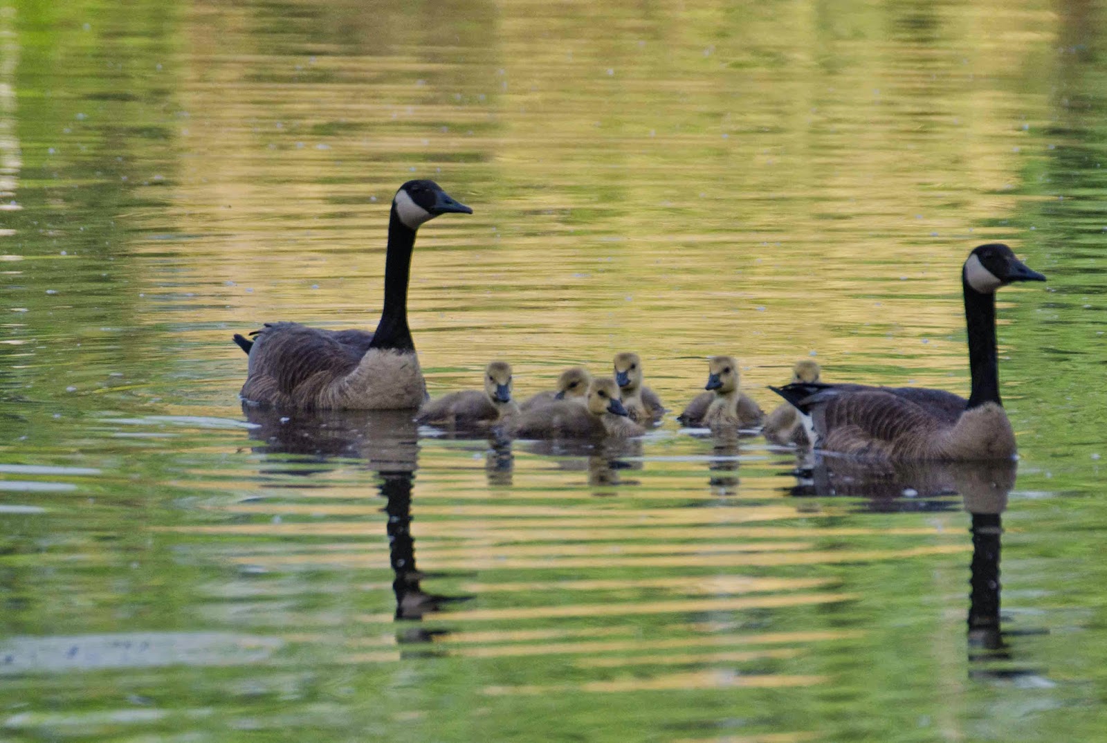Savoring Servant: Family of geese