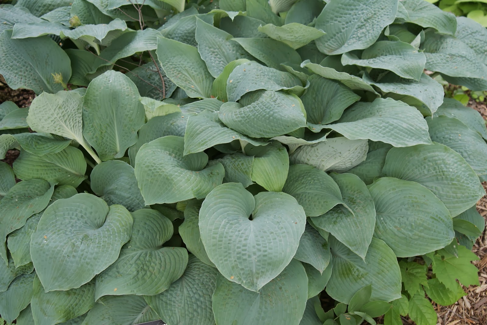 Visit My Garden: BIG Hosta