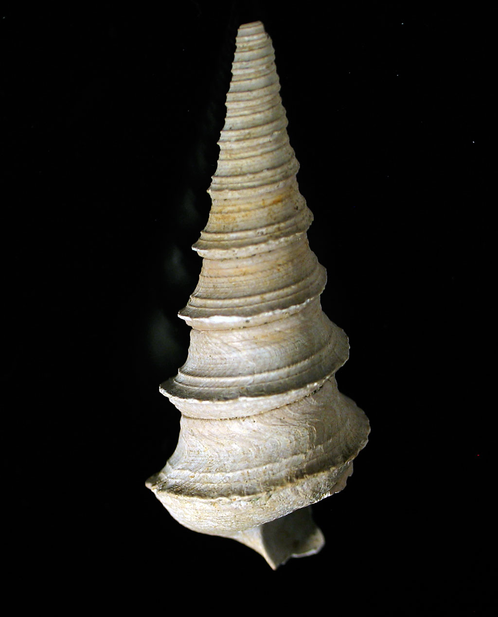 Louisville Fossils and Beyond: Cretaceous Turritella Fossil