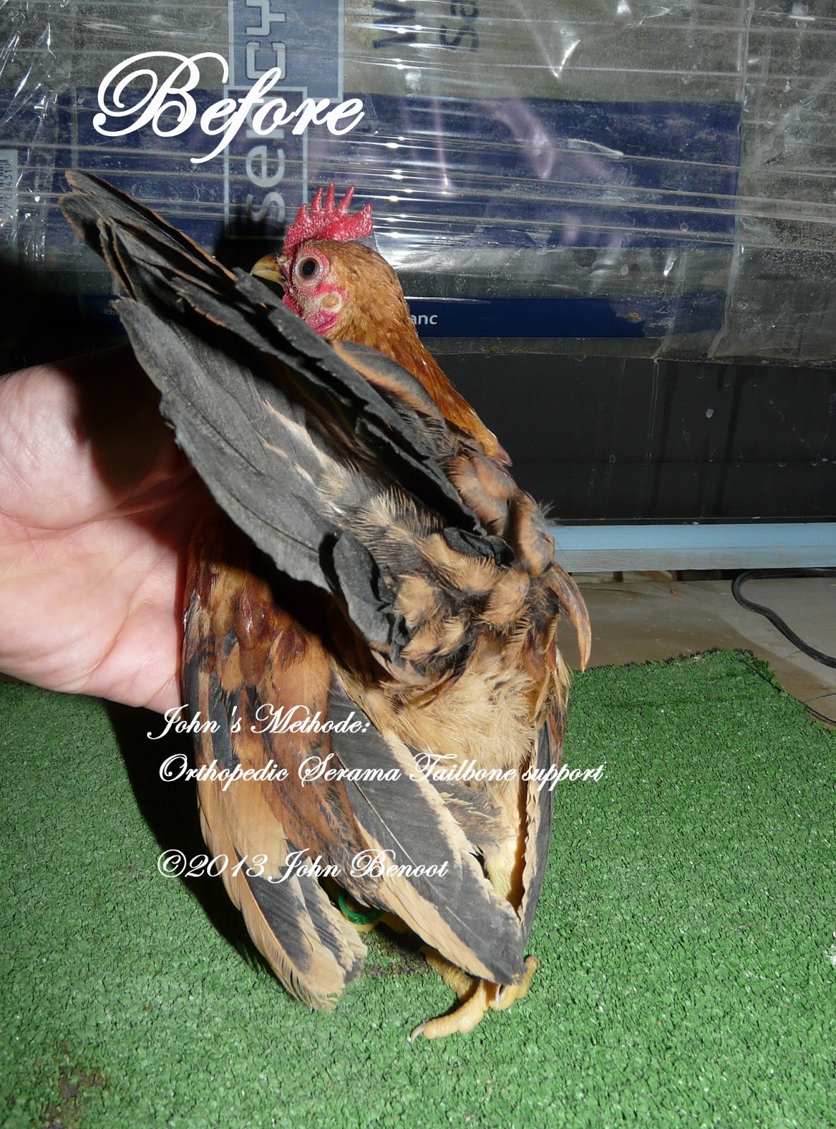 Serama Joben: Serama tailbone support...how to do?