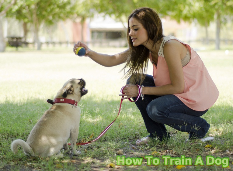 Dog Training Tips