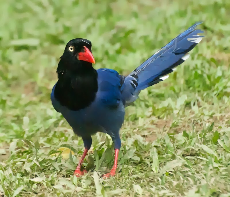 A Wandering Naturalist: Taiwan: Birds Around Taipei