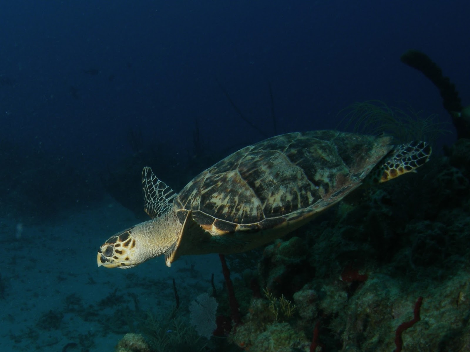 Aqua Action Blog: Turtle with a long tail!