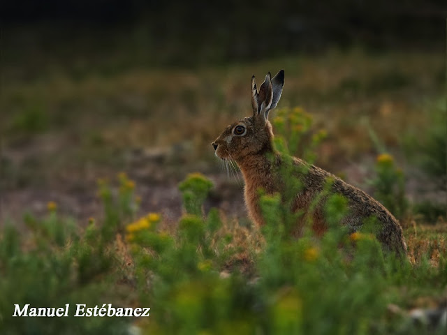 Miradas Cantábricas: Liebre de piornal o de Castroviejo (Lepus ...