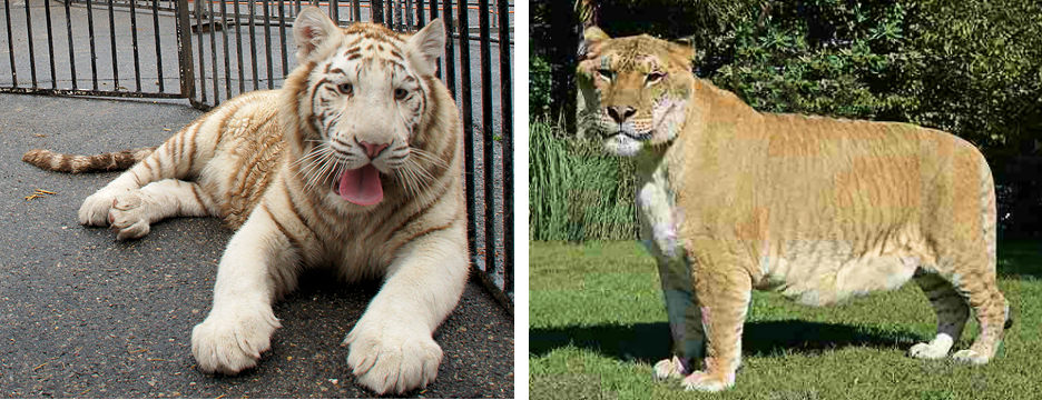 Le blog de la Coudoulière: Les animaux hybrides