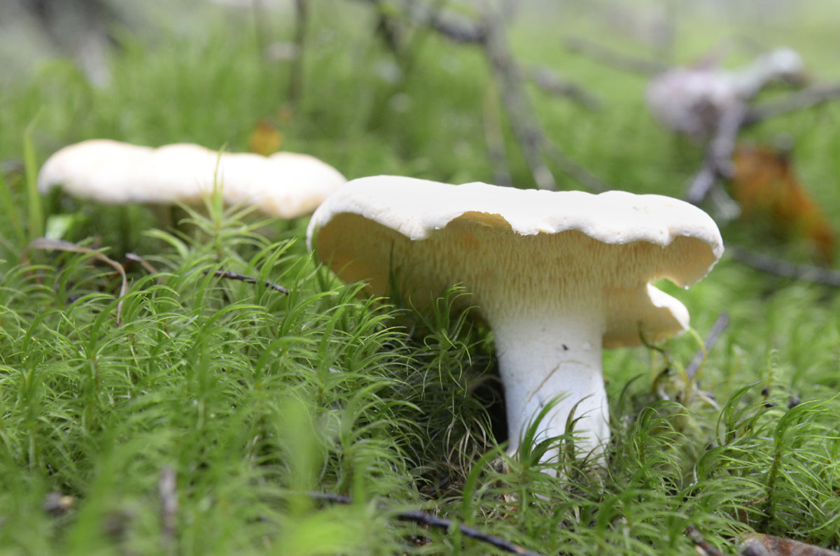 Nyhets Buzz: Høst = SoppTur - Her er 6 sikre sopper