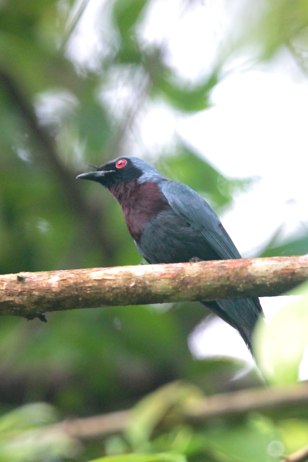 Mike is the name Birding is the game ( Birding in Malaysia - Malaysian ...