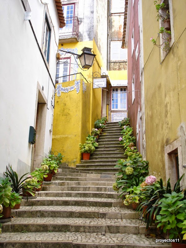 La senda del genio del lugar: CENIZO, PALO CENIZO ( Leucophyllum ...