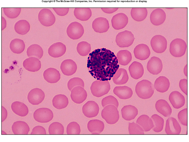 Fichero de Células Sanguíneas: Células Sanguíneas