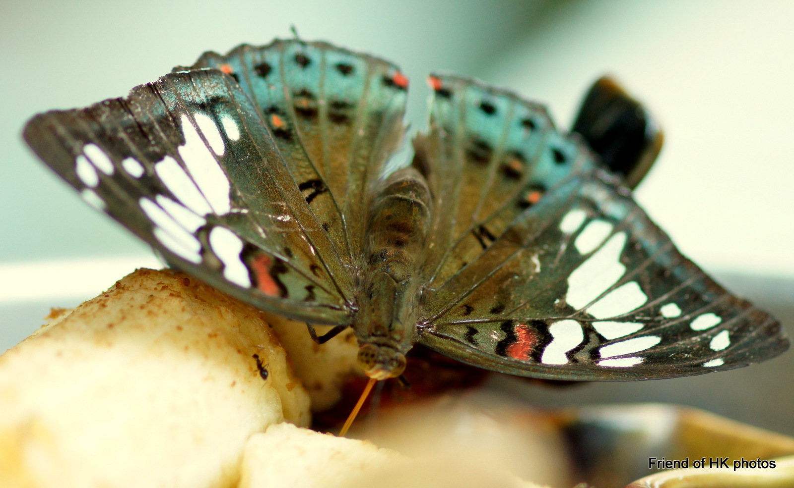Photographic Wildlife Stories in UK/Hong Kong: Common Hong Kong Butterflies