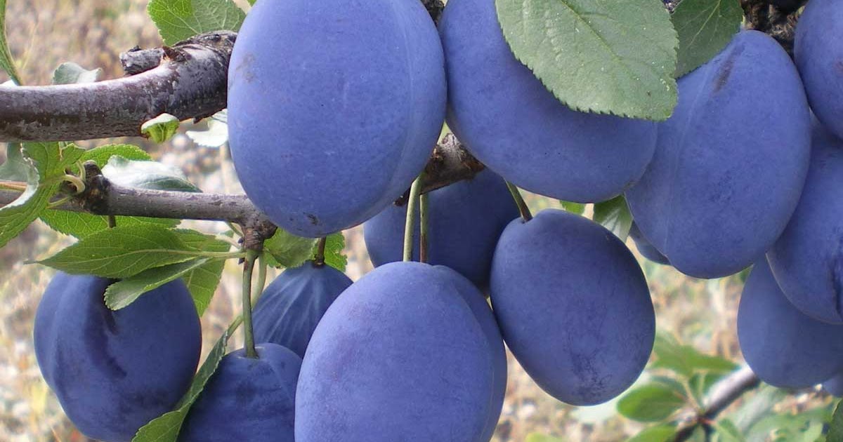 Gourme Traditional: gem de prune cu nuca prajita si arona de cuisoare