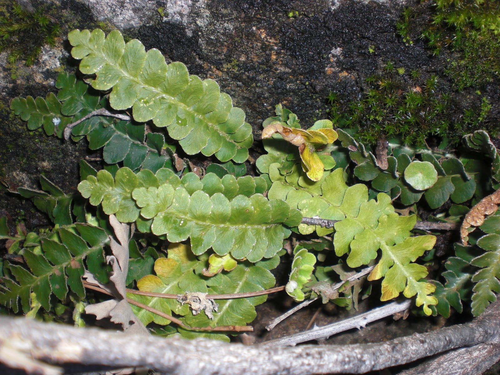 Perfumes y luces de Extremadura: Ceterach officinarum, Asplenium ceterach, Doradilla.