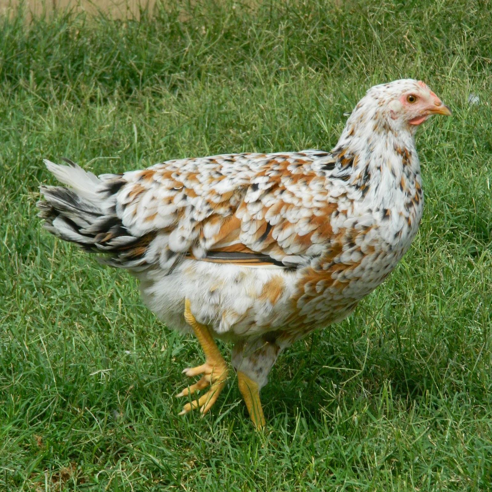 Aloha Chickens