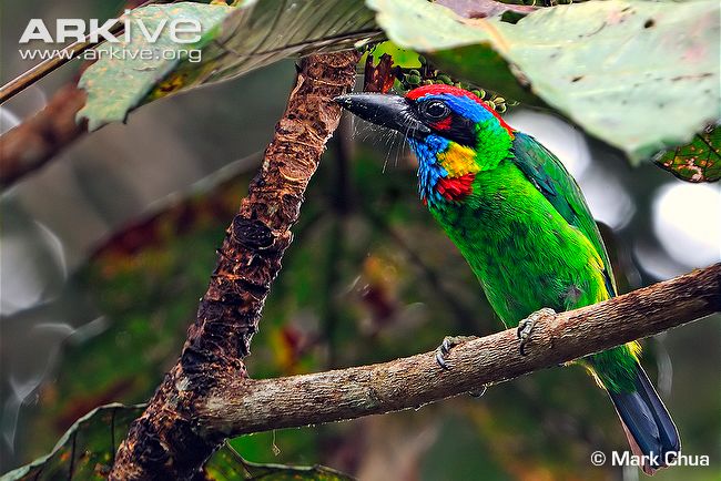 Can A Barbet Live In Somalia