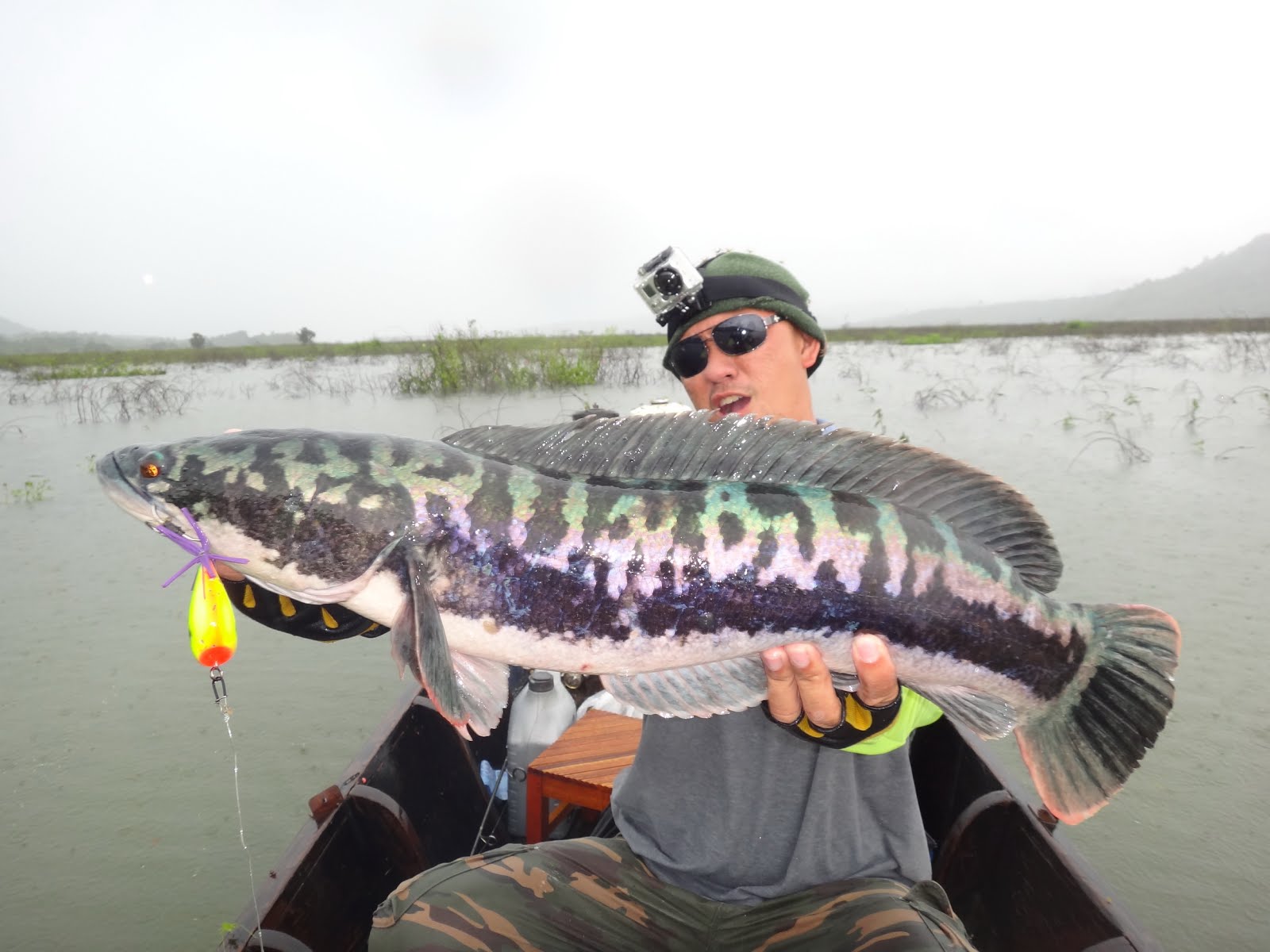 Thailand Giant Snakehead (Toman) And Wild Fishing.: The Broken Rod ...