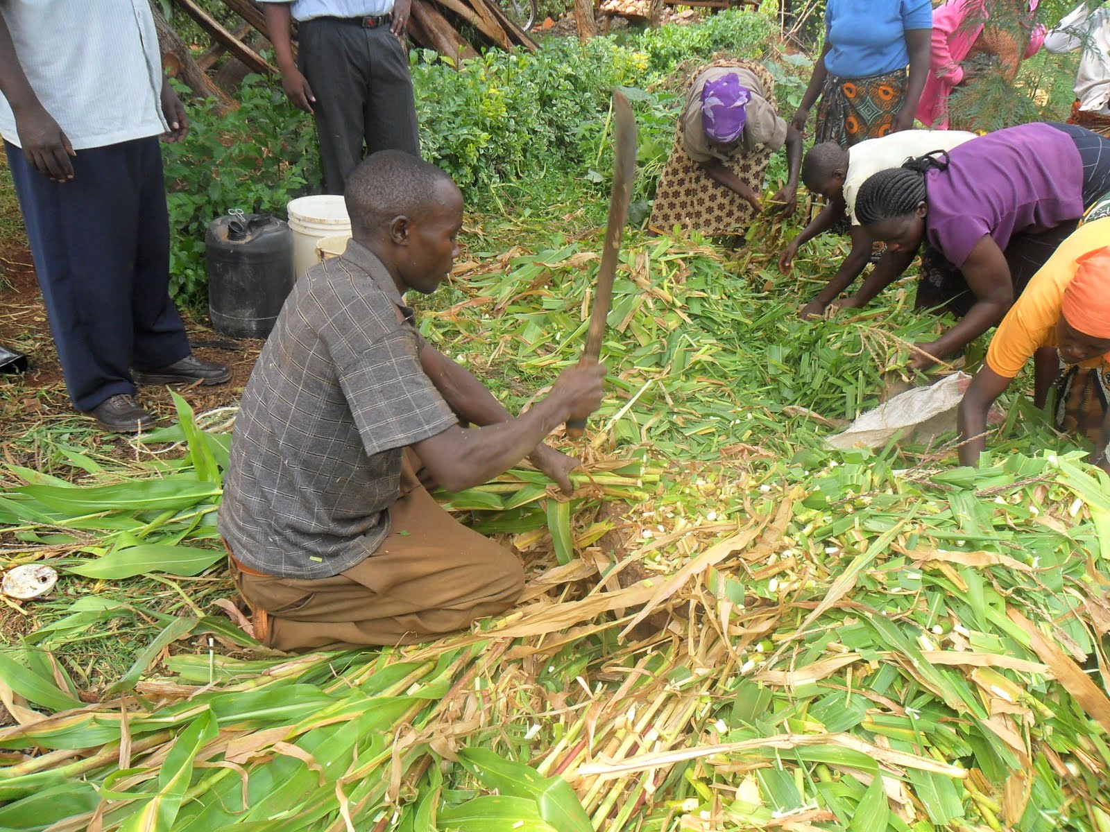 SMALL-SCALE FARMING COMMERCIALIZED: SILAGE PREPARATION