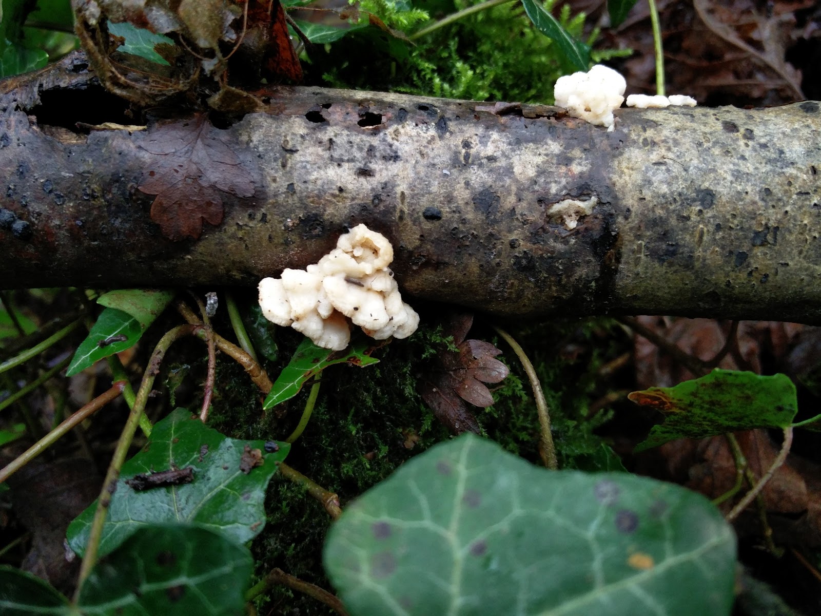 Misidentifying Fungi: Blobs, crusts, balls and brackets