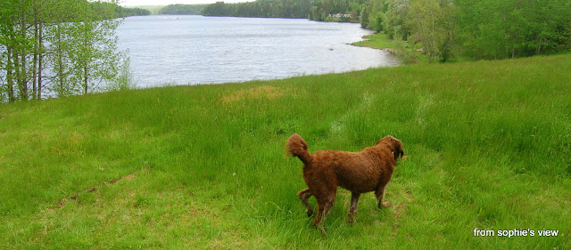"from sophie's view": Lumsden Pond at Lumsden Dam!