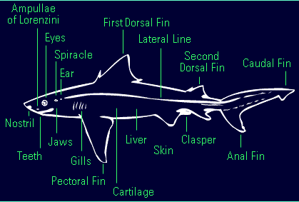 Stupefying Science: Sharks