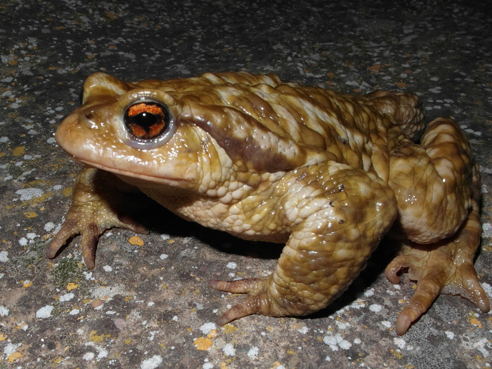 BICHOSARAGON: INICIO DE TEMPORADA HERPETOLOGICA