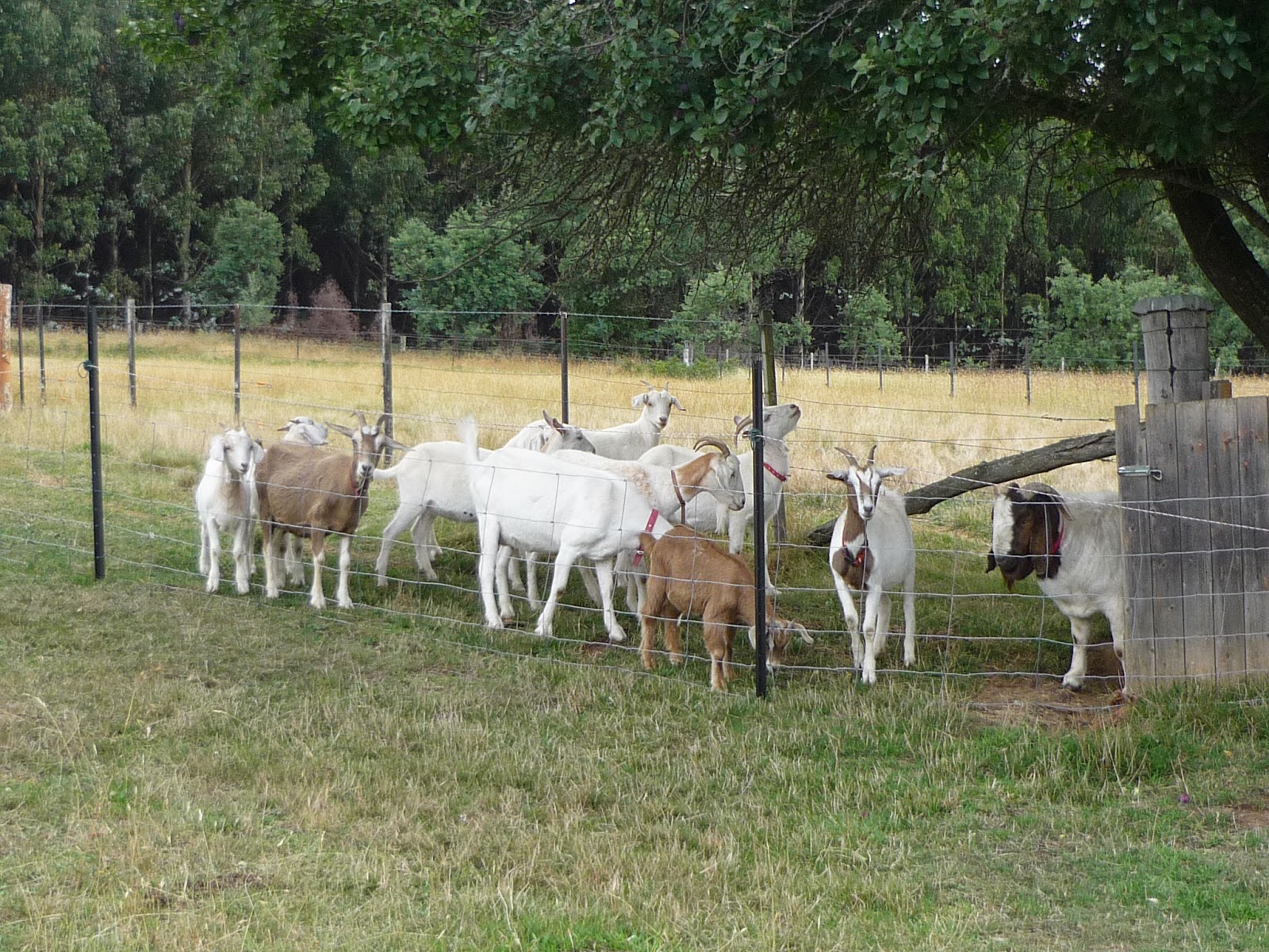 Opportunity Farm: Why do we have Goats?