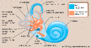 anatomi dan fisiologi semester 1: INDRA PENDENGARAN