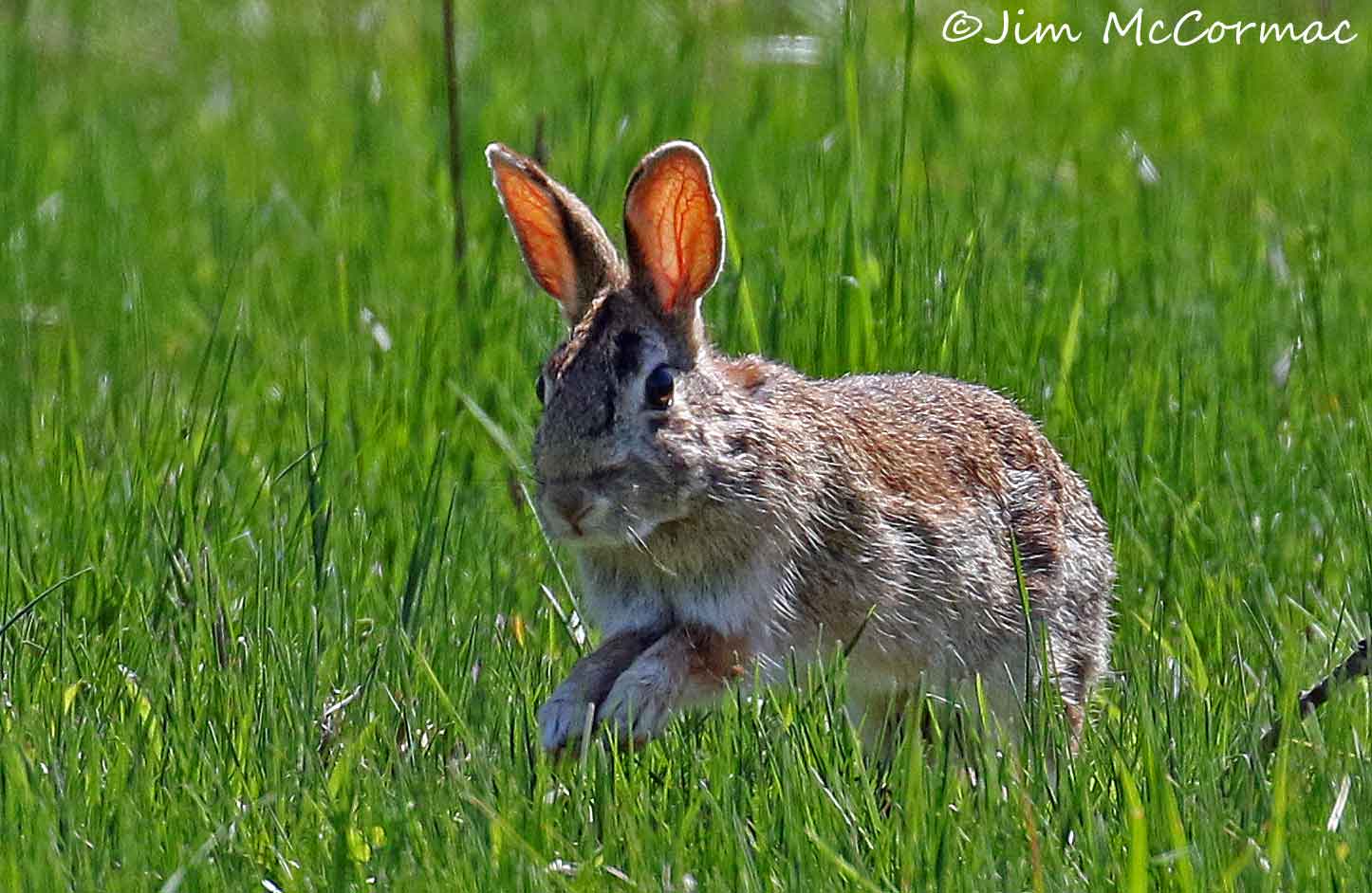 Ohio Birds and Biodiversity: A hodgepodge of biodiversity
