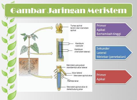 Jaringan Organisasi Kehidupan - IPA Kelas VII - Pojok IPA