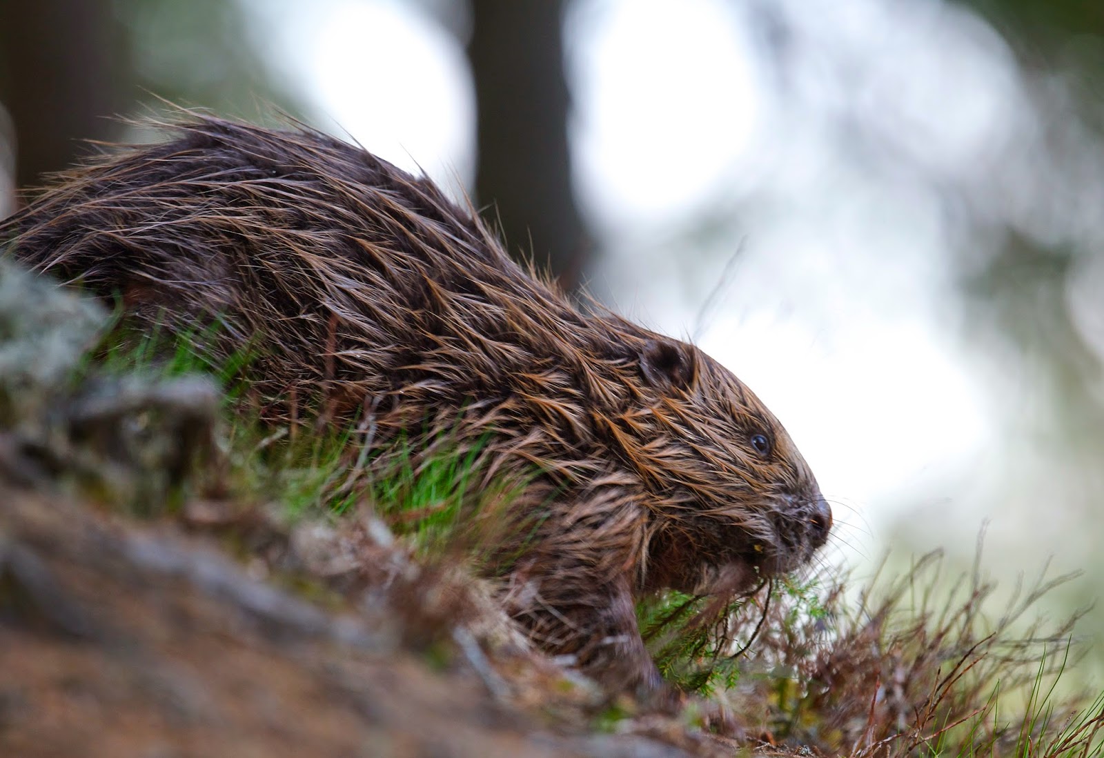 Naturfoto Einar Hugnes: Bever spiste granbar