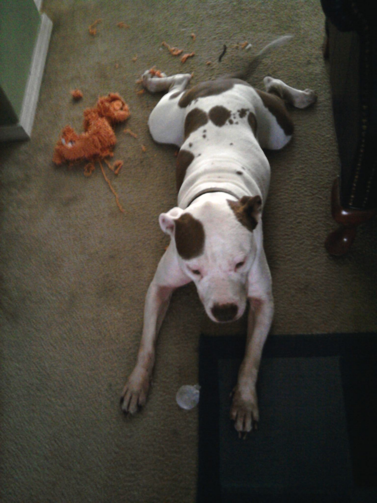 Pit Bull Frogs: Pit Bull Frog Photos