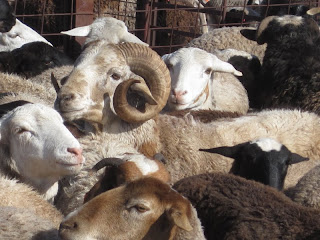 Aussie Cyn: Kondoolka Station, Sheep in South Australia