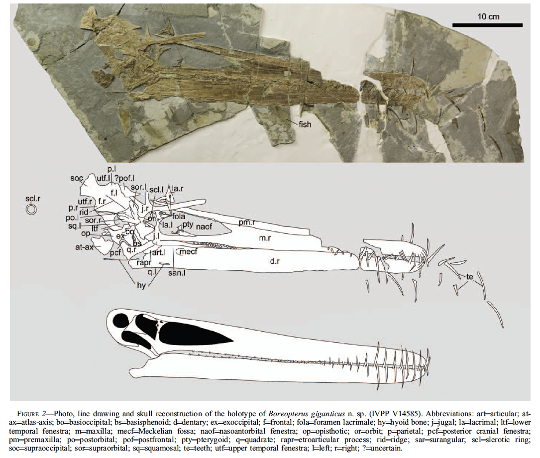 The Dragon's Tales: Boreopterus giganticus: A new Boreopterid Pterosaur ...