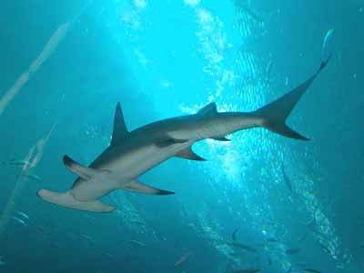 Hiu-hiu Paling Besar di Samudera | Reverendum