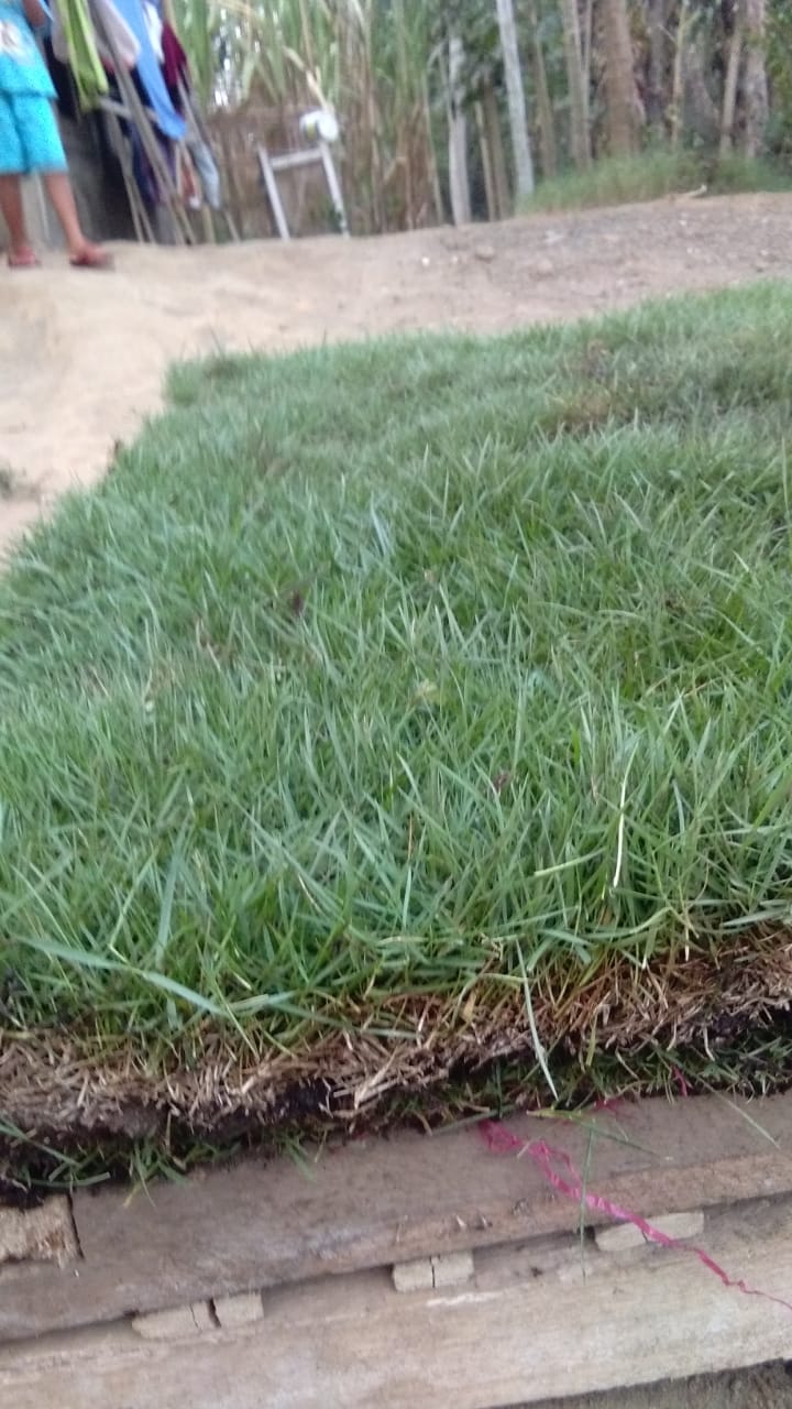 Rumput zoysia rumput manila lapangan bola sukabumi jawa barat Januari ...