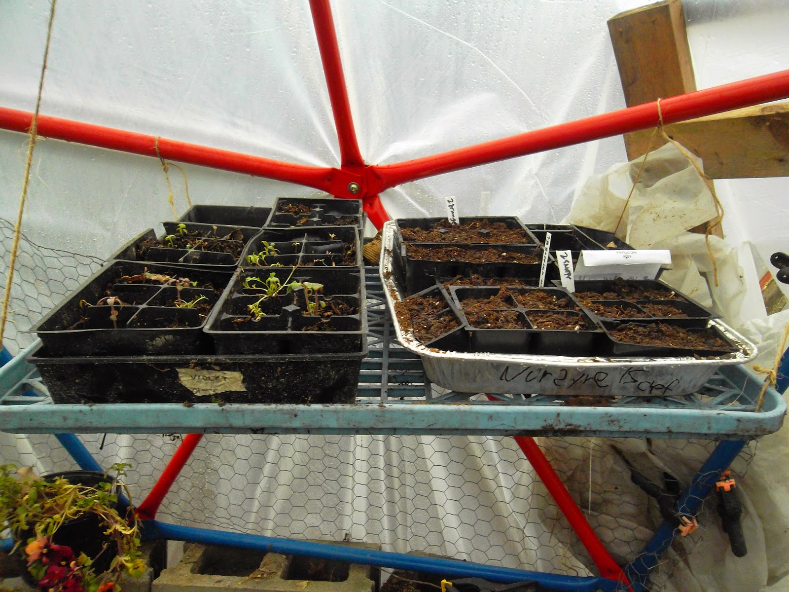 Chlorofiend & Pistillate: January 2015