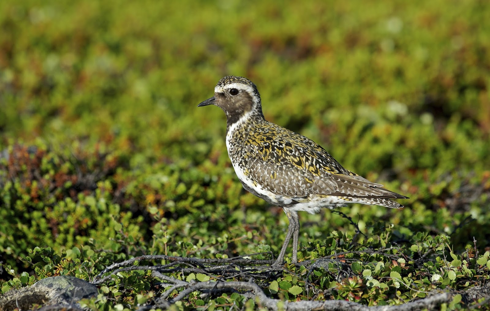 Naturfoto Einar Hugnes: Fugler på Varangerhalvøya
