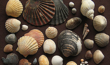 The Presurfer: All About Seashells